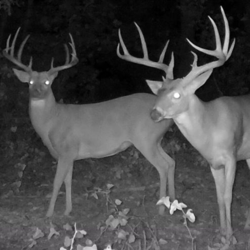 Hunting Club Membership at Wolf River 3 Lakes in Memphis, TN. Hunt ...