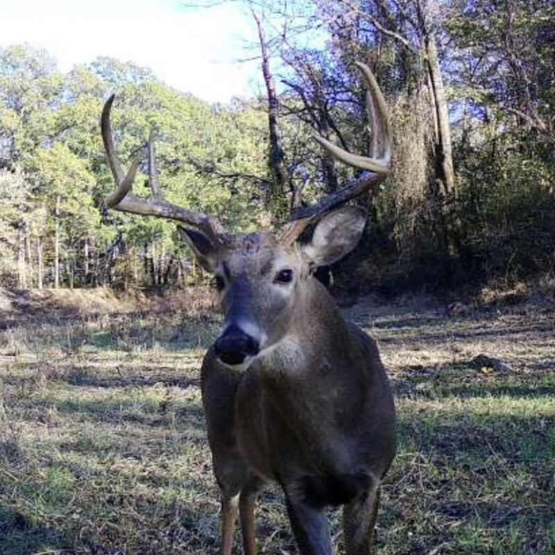 Hunting Club Membership at Wolf River 3 Lakes in Memphis, TN. Hunt ...